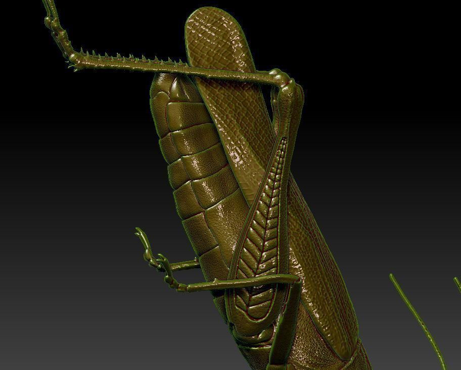 Grasshopper 3D model 3D printable | CGTrader