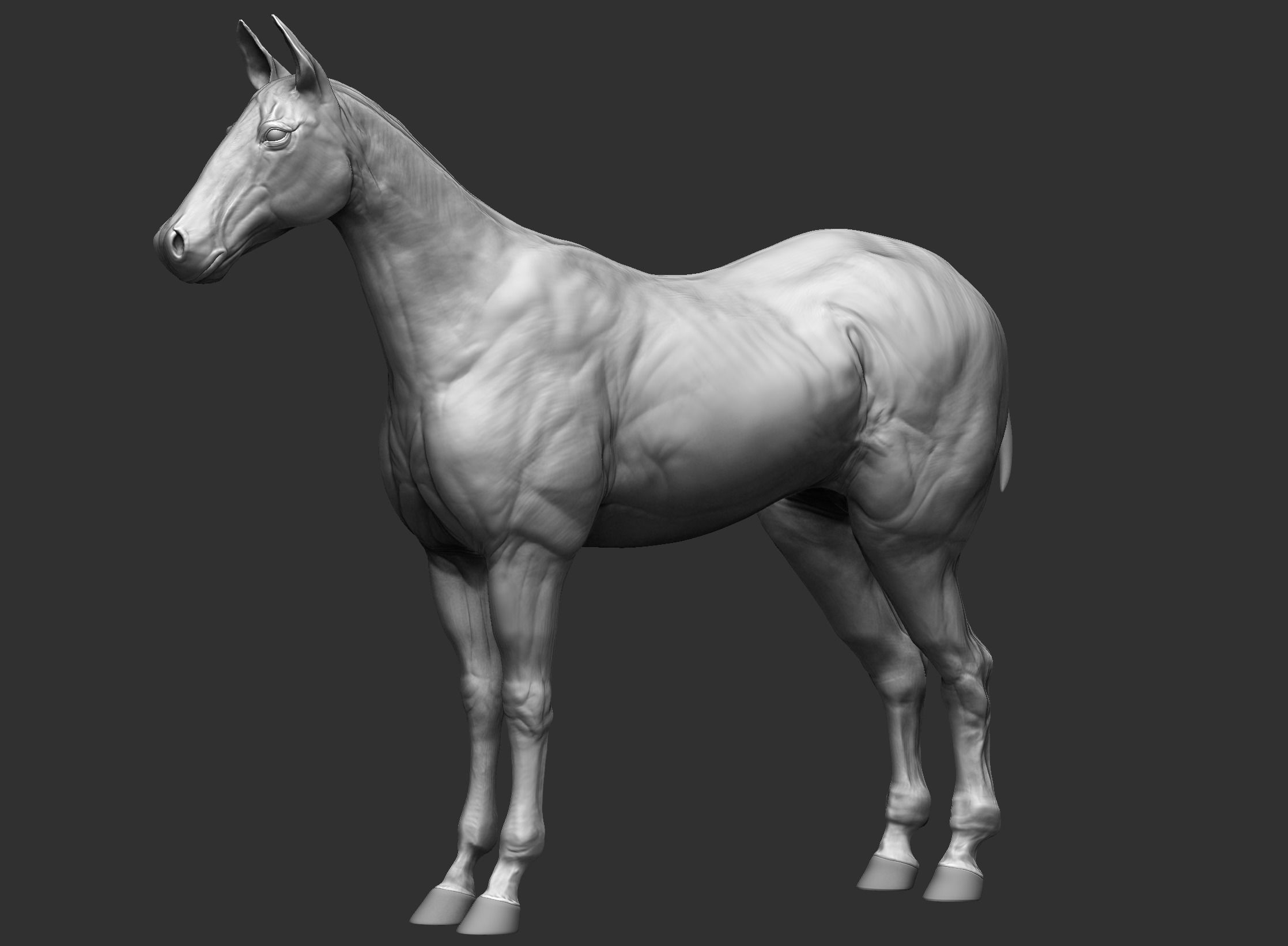 Realistic Horse Hi-Rez base-mesh 3D model 3D model | CGTrader