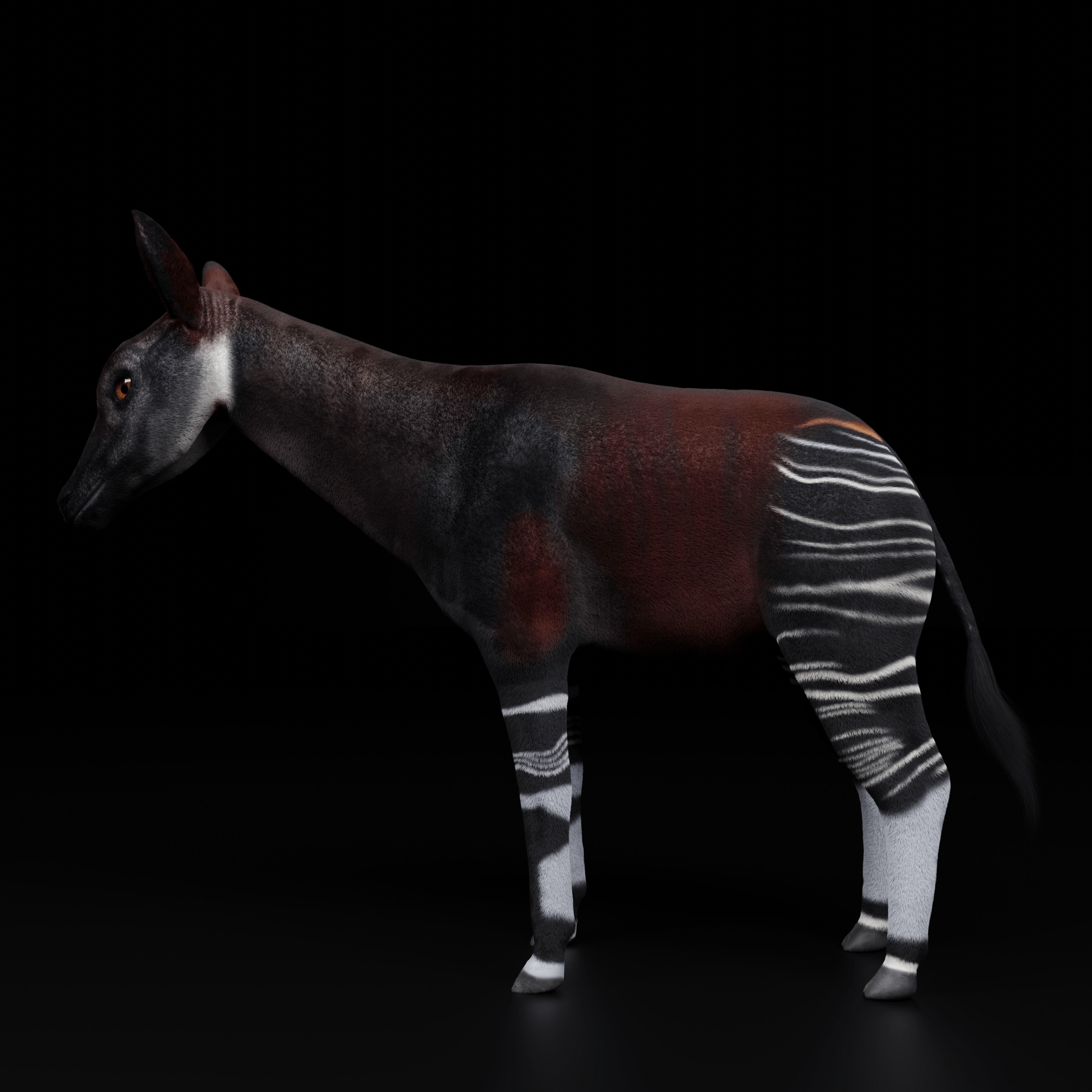 3D model Okapi wild giraffe model VR / AR / low-poly | CGTrader