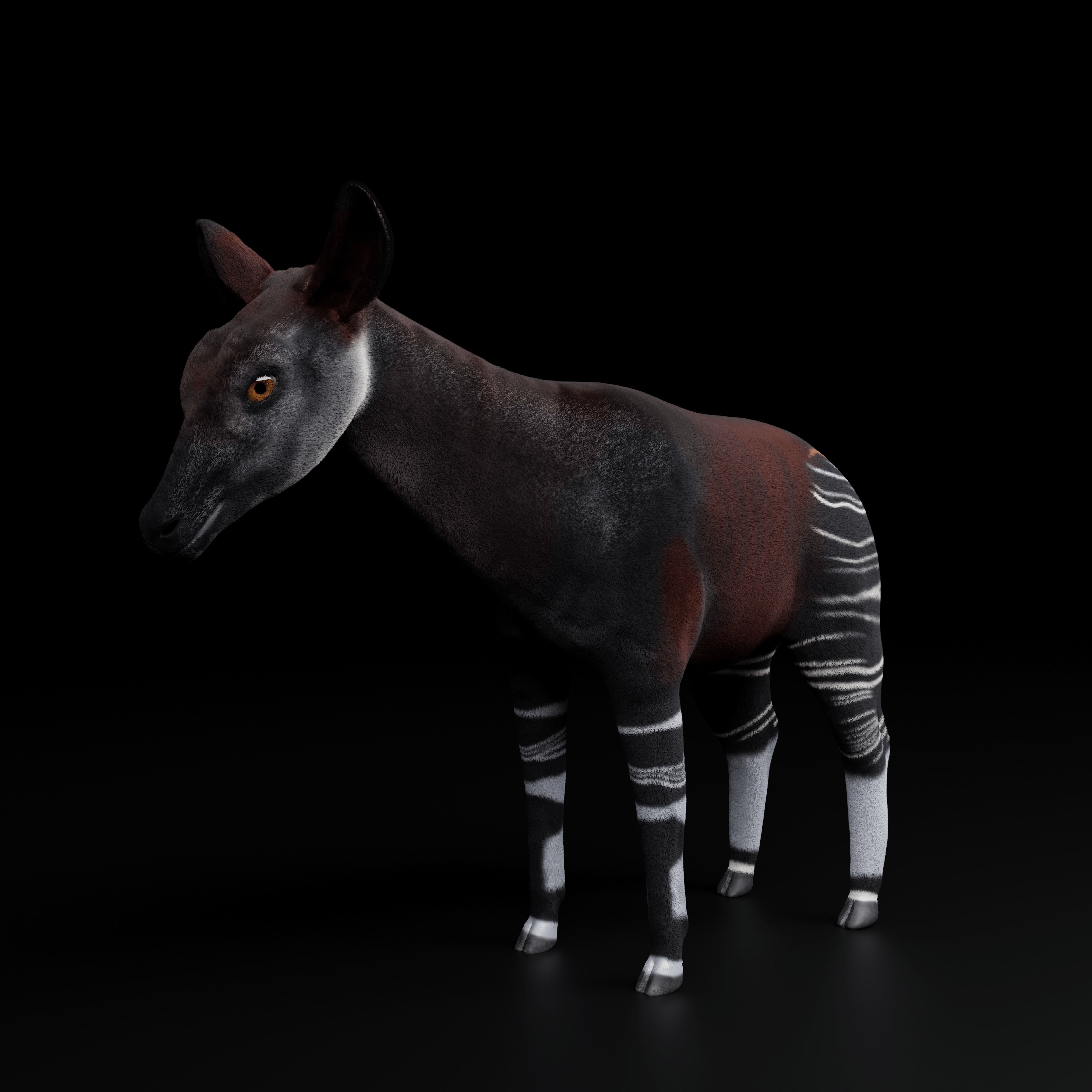 3D model Okapi wild giraffe model VR / AR / low-poly | CGTrader