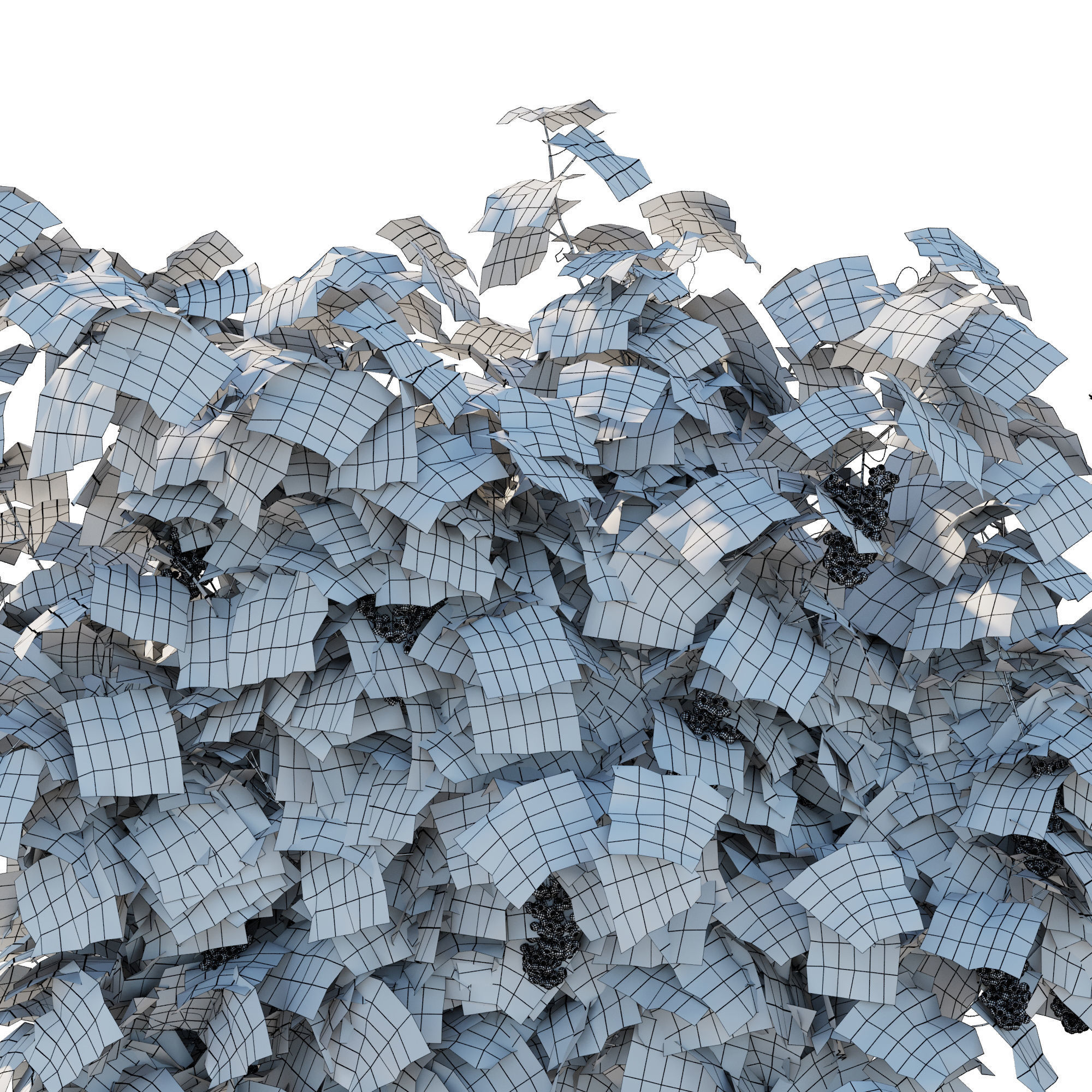 Wine plant vineyard grapes fruits 3D model | CGTrader