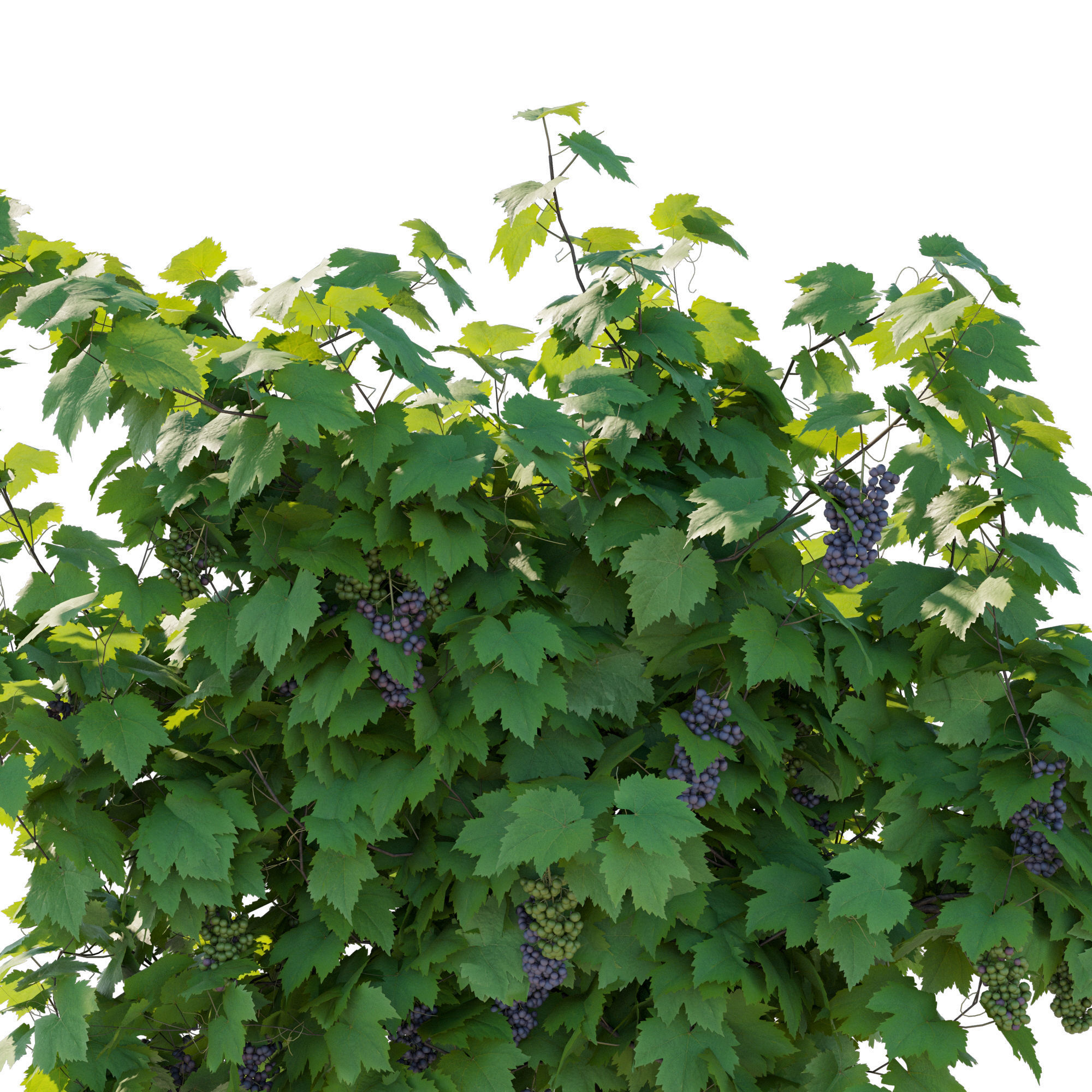 Wine plant vineyard grapes fruits 3D model | CGTrader