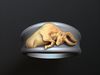 Zodiac Horoscope Taurus Ring 3D model 3D printable | CGTrader