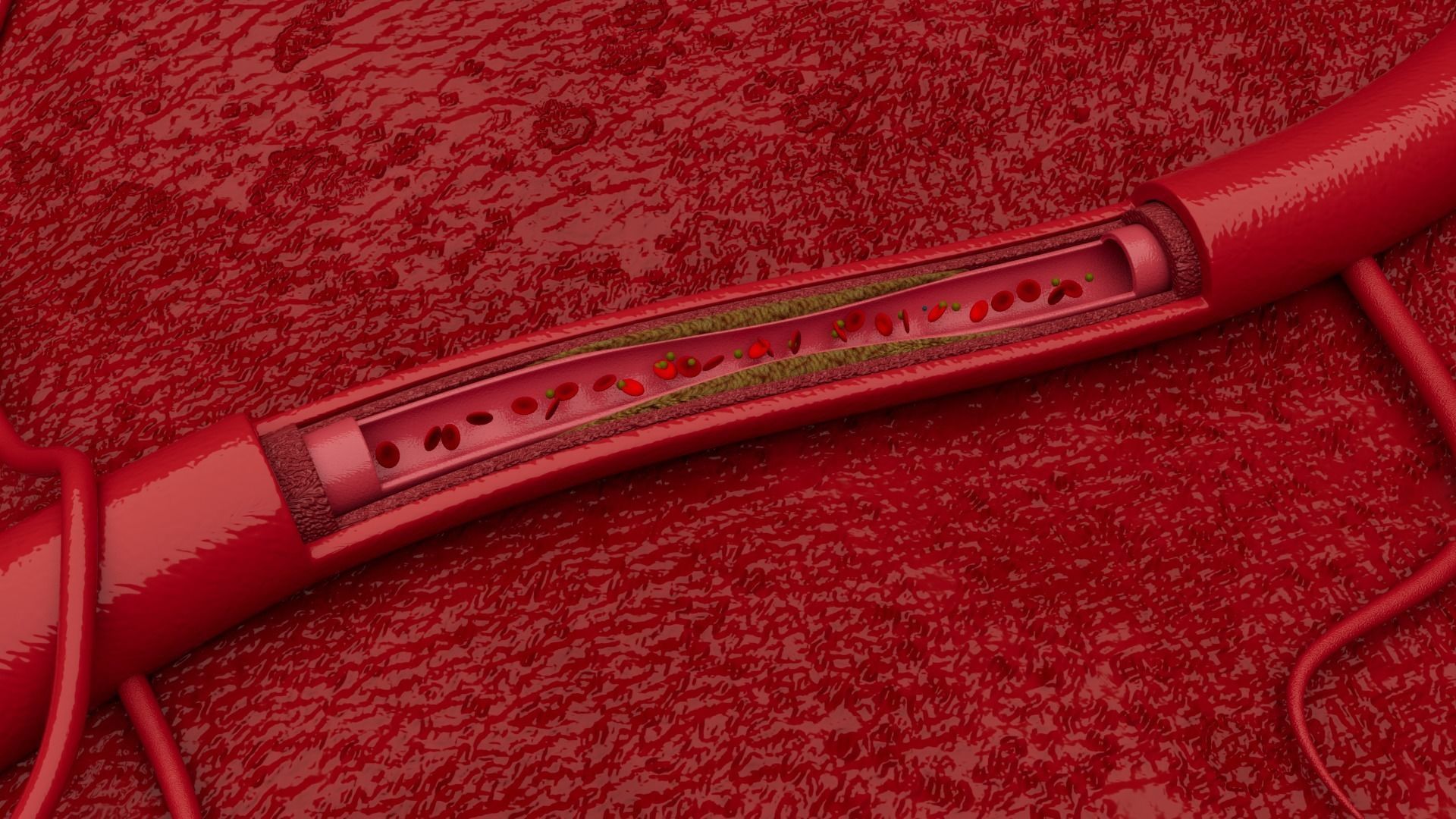 blood vessels animation 3D model animated | CGTrader