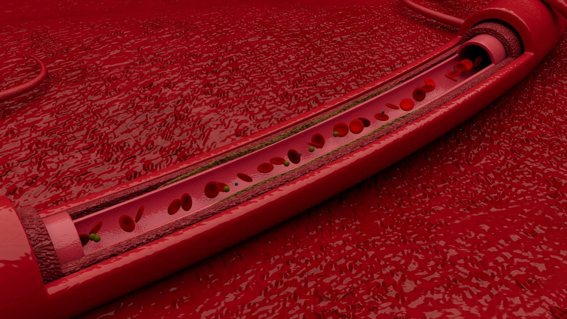 blood vessels animation 3D model animated | CGTrader