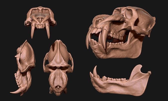 Mandrillus sphinx Skull - CNC and 3D model 3D printable | CGTrader