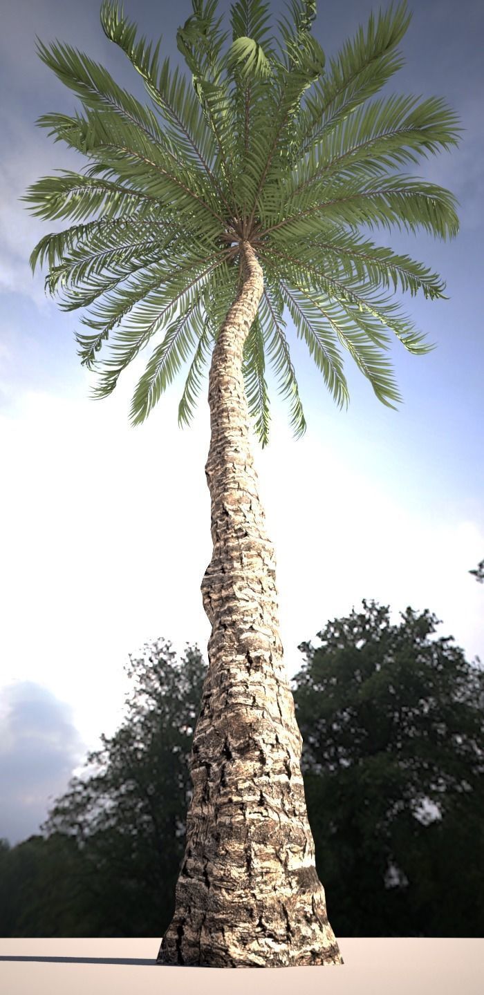 beach palm tree c4d vray 3D model | CGTrader