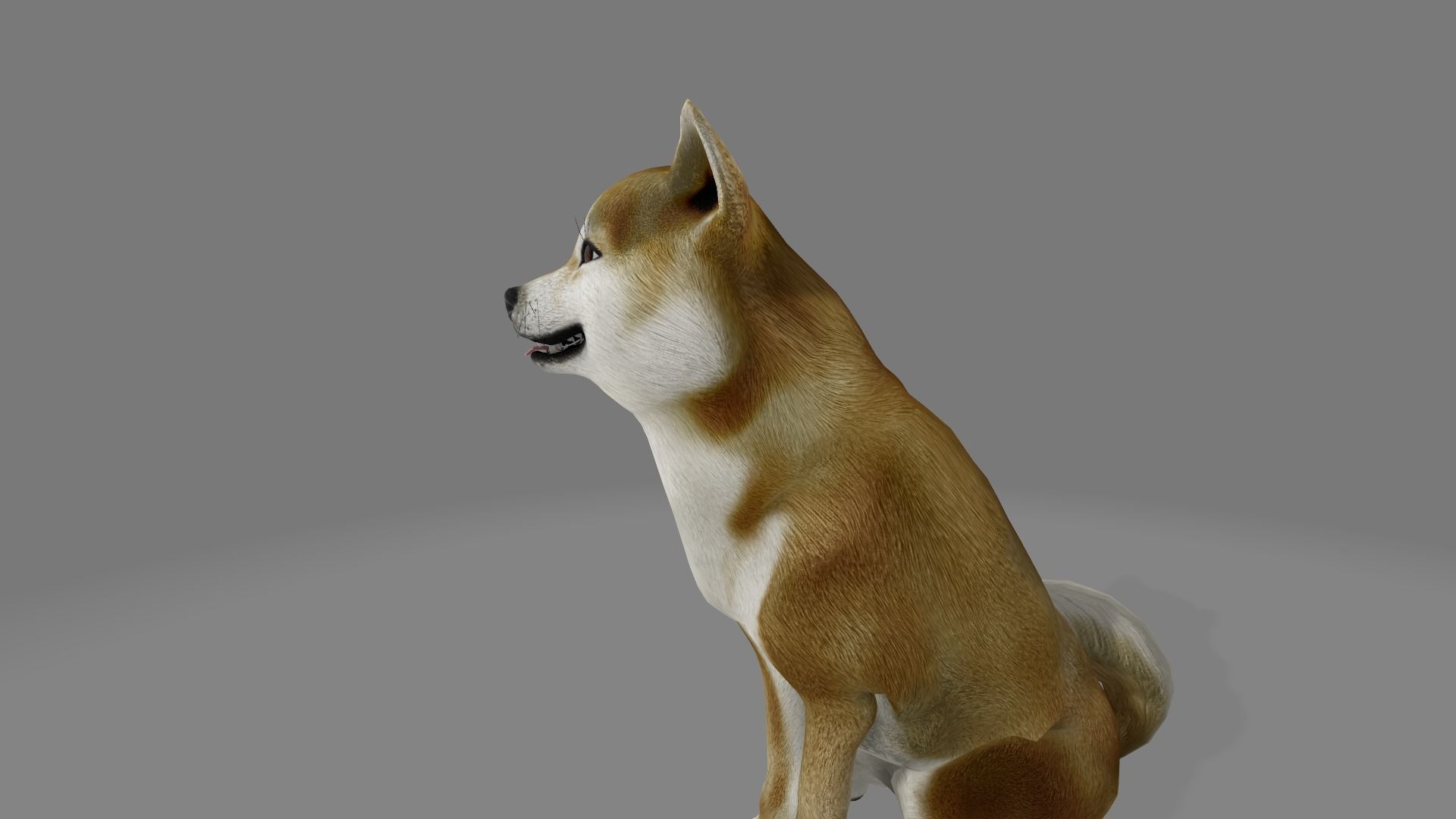 3D model animated shiba inu dog VR / AR / low-poly | CGTrader