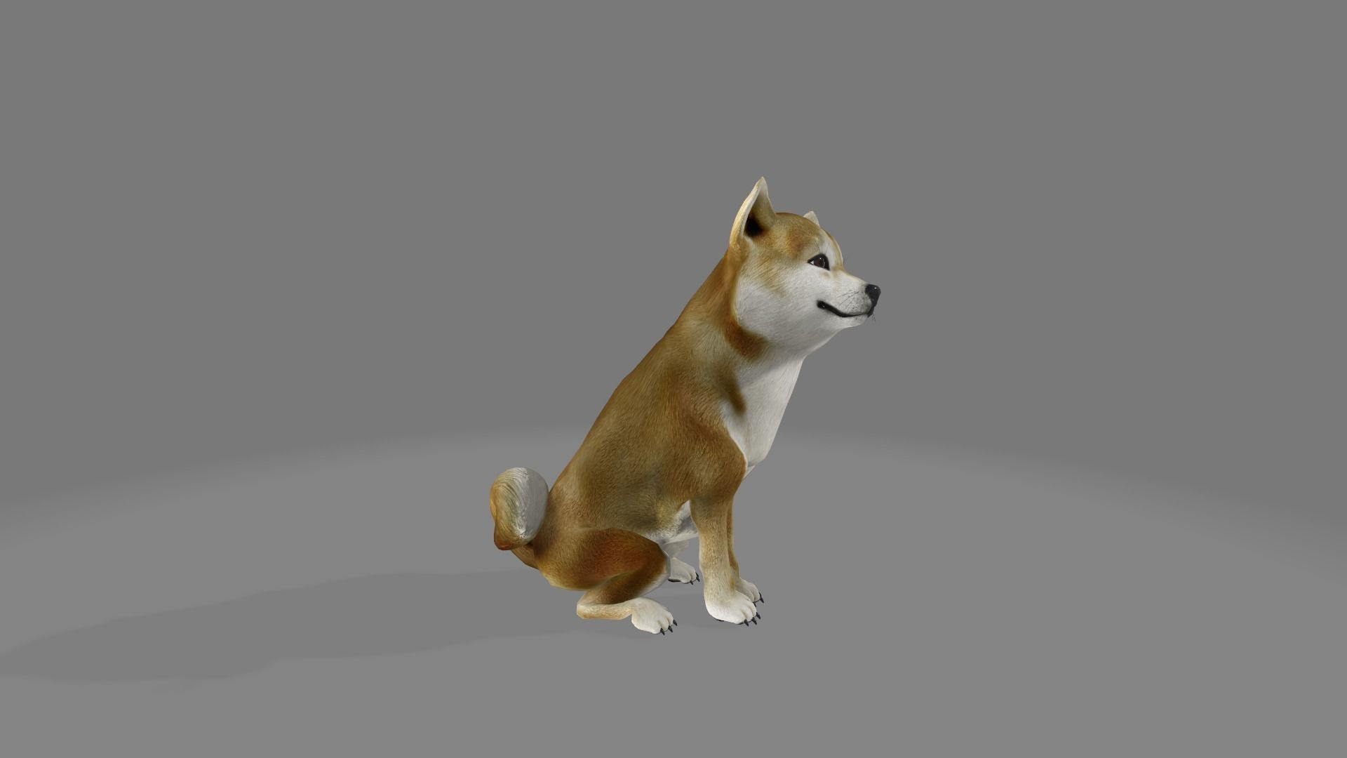 3D model animated shiba inu dog VR / AR / low-poly | CGTrader