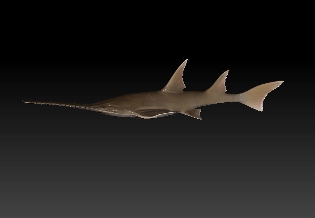 Sawfish shark with long tail 3D model 3D printable | CGTrader