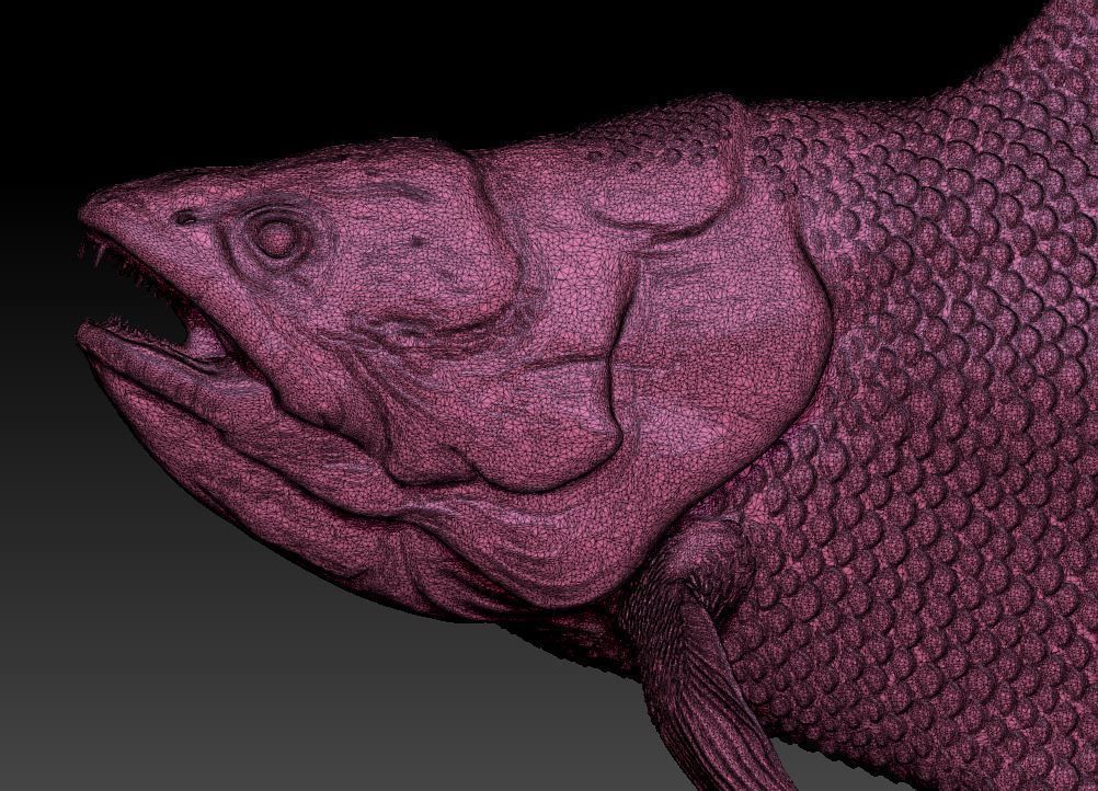 Coelacanth Latimeria fish 3D model 3D printable | CGTrader