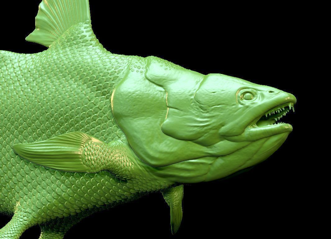 Coelacanth Latimeria fish 3D model 3D printable | CGTrader