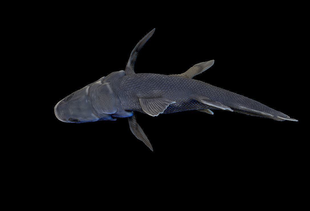 Coelacanth Latimeria fish 3D model 3D printable | CGTrader