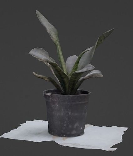 Small Plant 3D model | CGTrader