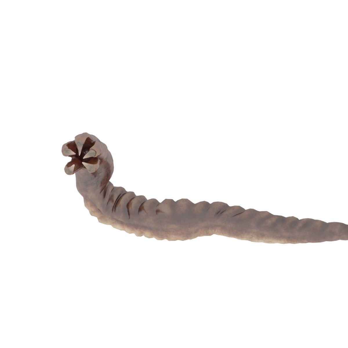 Free Worm Monster Rigged free 3D model rigged | CGTrader