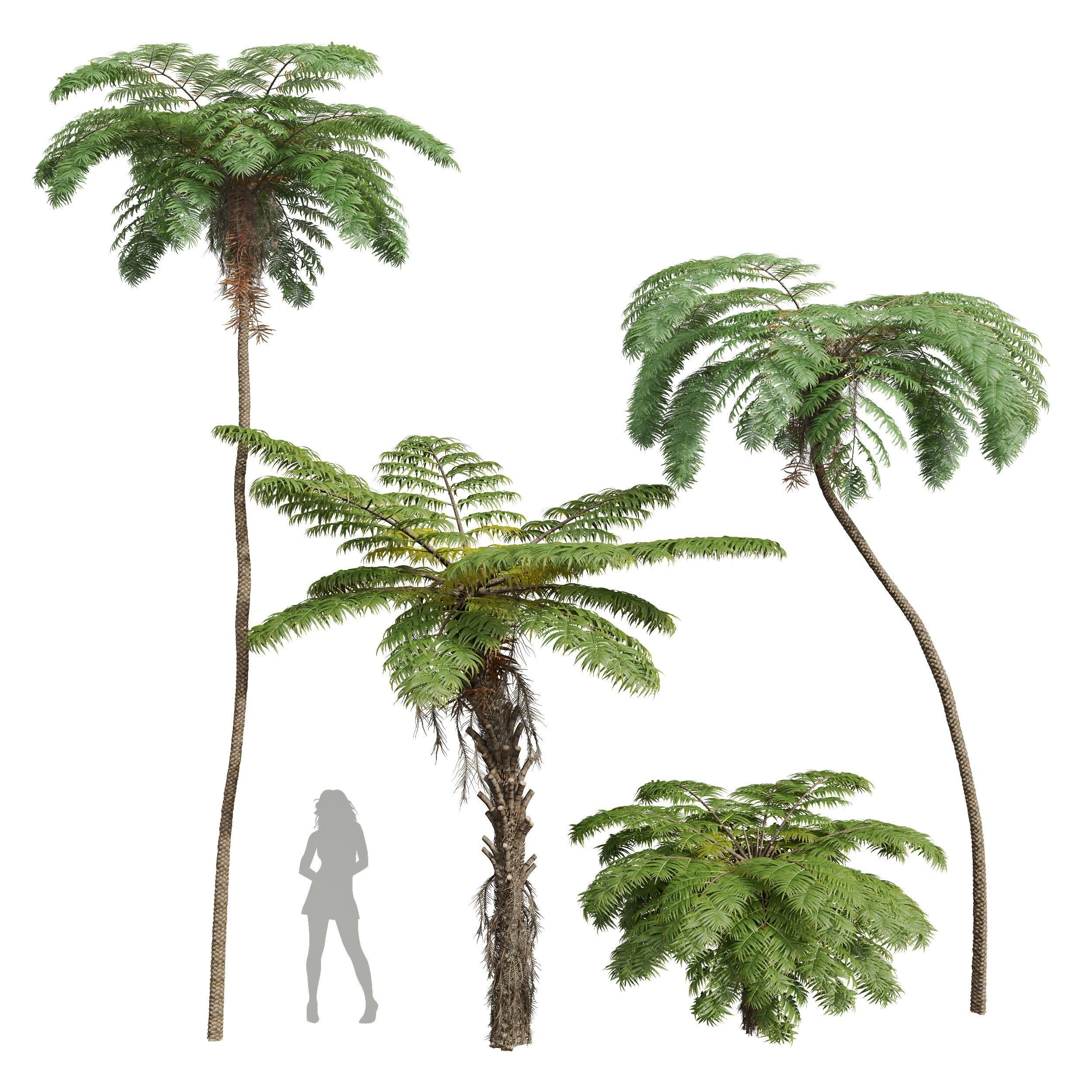 Sphaeropteris Lepifera Alsophila Spinulosa Fern Spinulosa 3D model ...