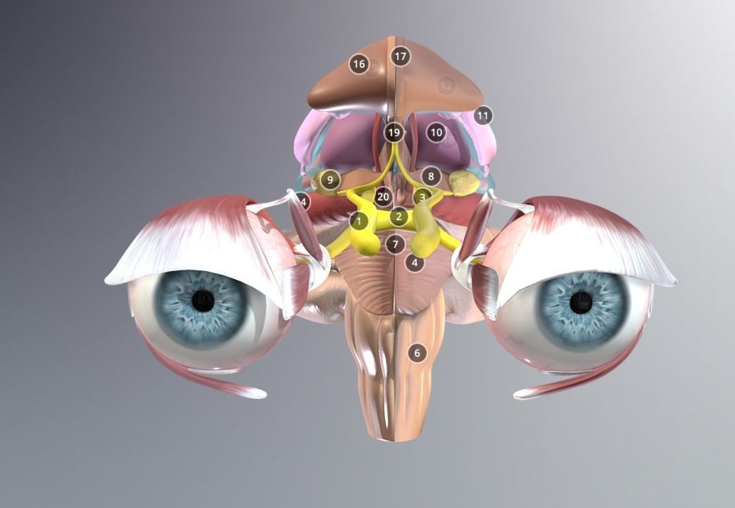 Neuro and Optic Anatomy 3D model | CGTrader