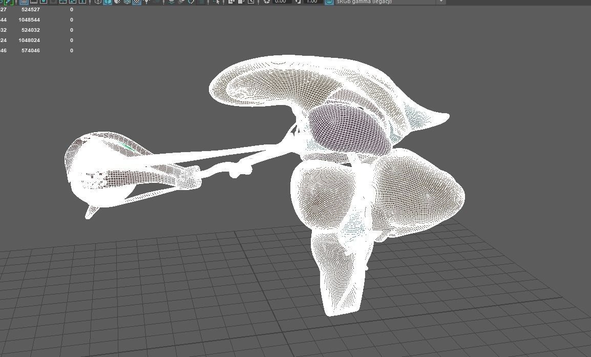 Neuro and Optic Anatomy 3D model | CGTrader