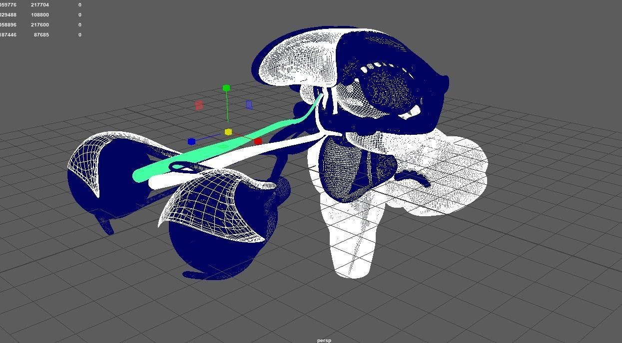 Neuro and Optic Anatomy 3D model | CGTrader