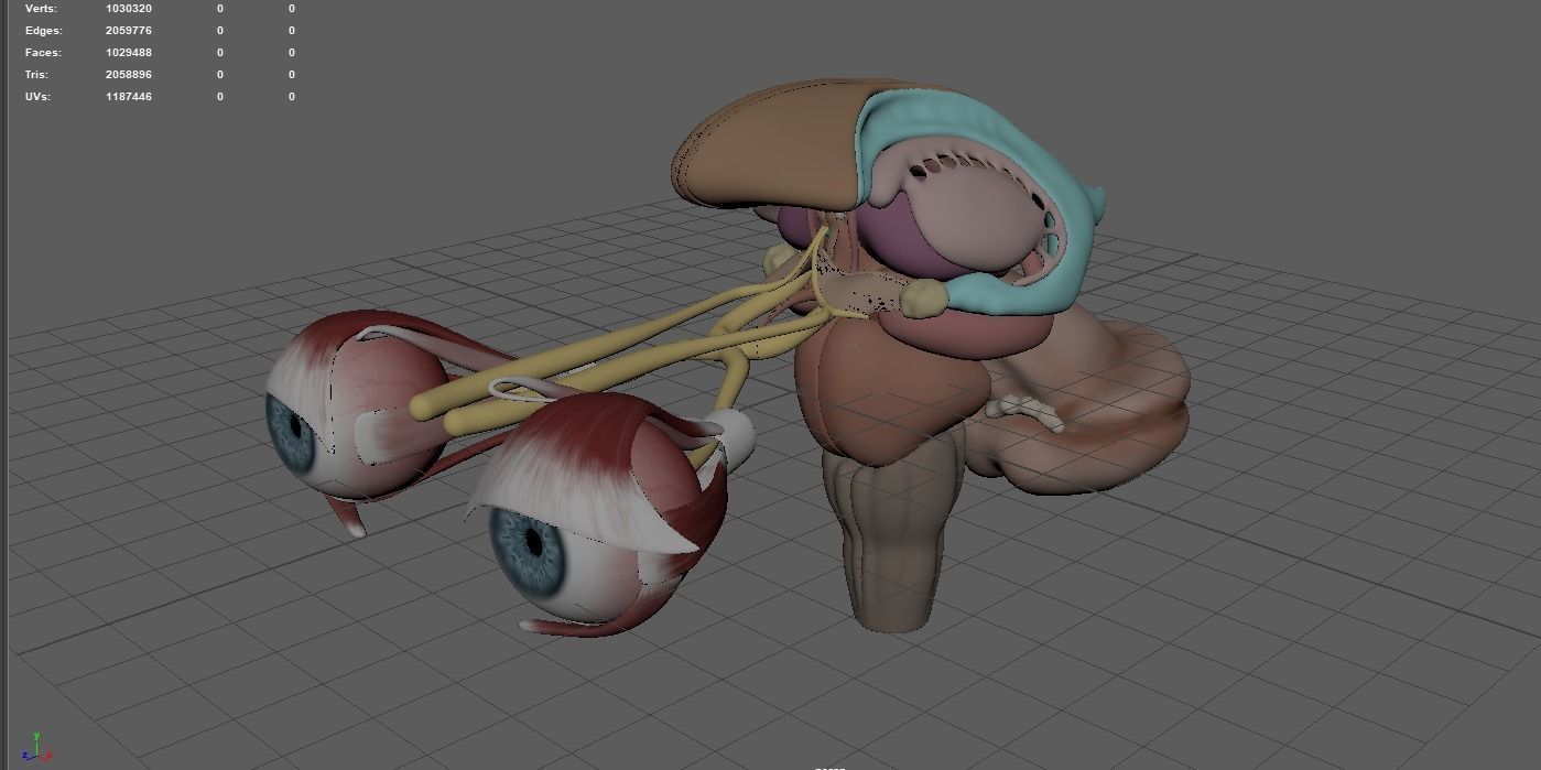 Neuro and Optic Anatomy 3D model | CGTrader