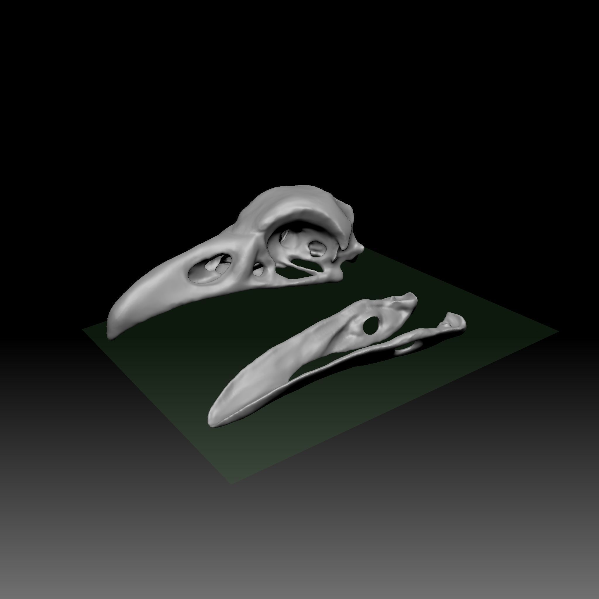 Anatomically Correct Raven Bird Skull - 3D Printable Model 3D model 3D ...