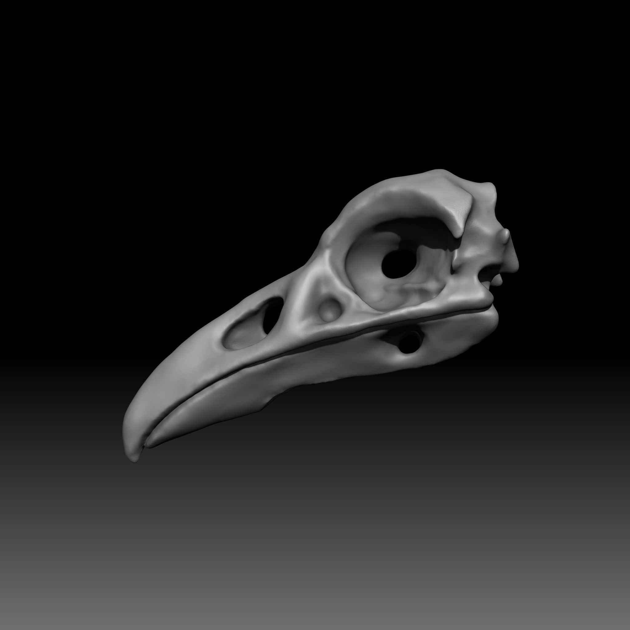 Anatomically Correct Raven Bird Skull - 3D Printable Model 3D model 3D ...