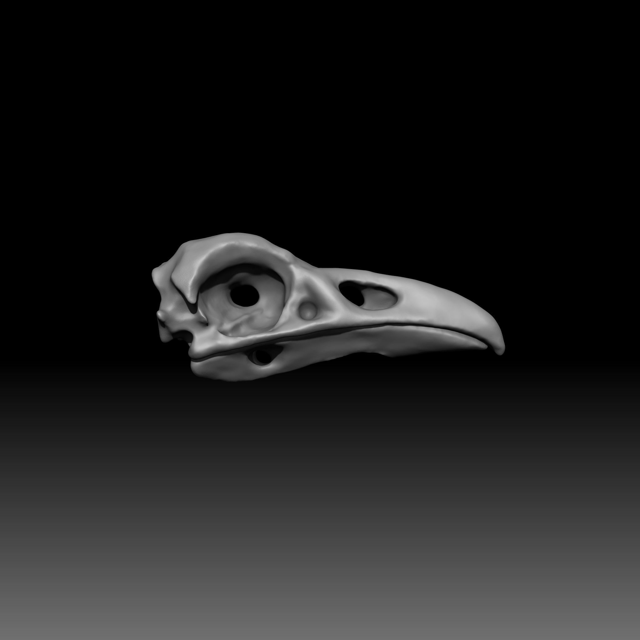 Anatomically Correct Raven Bird Skull - 3D Printable Model 3D model 3D ...