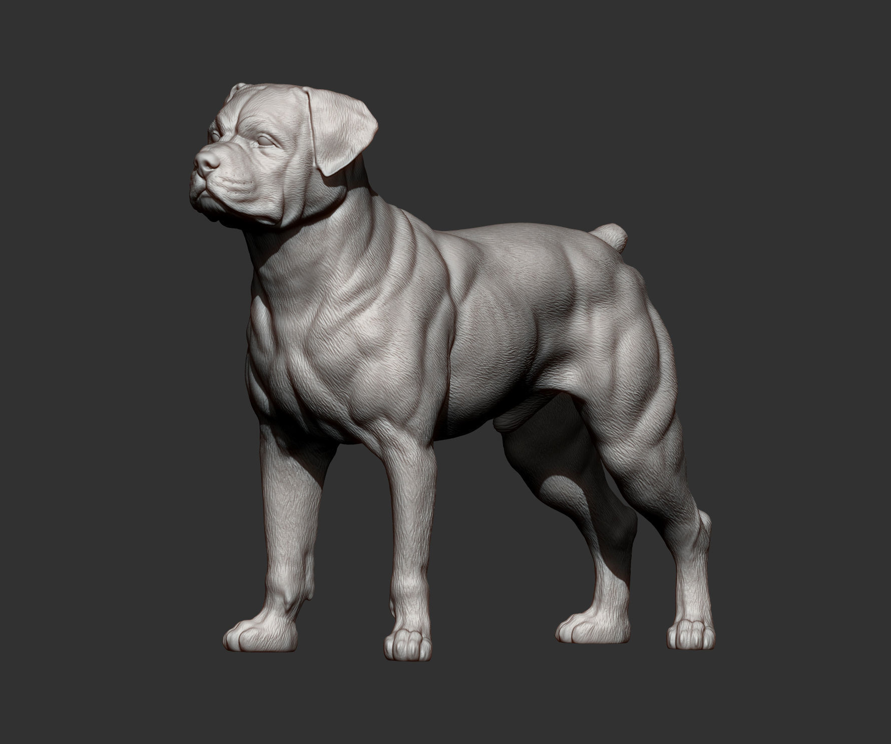 rottweiler dog 3D model 3D printable | CGTrader