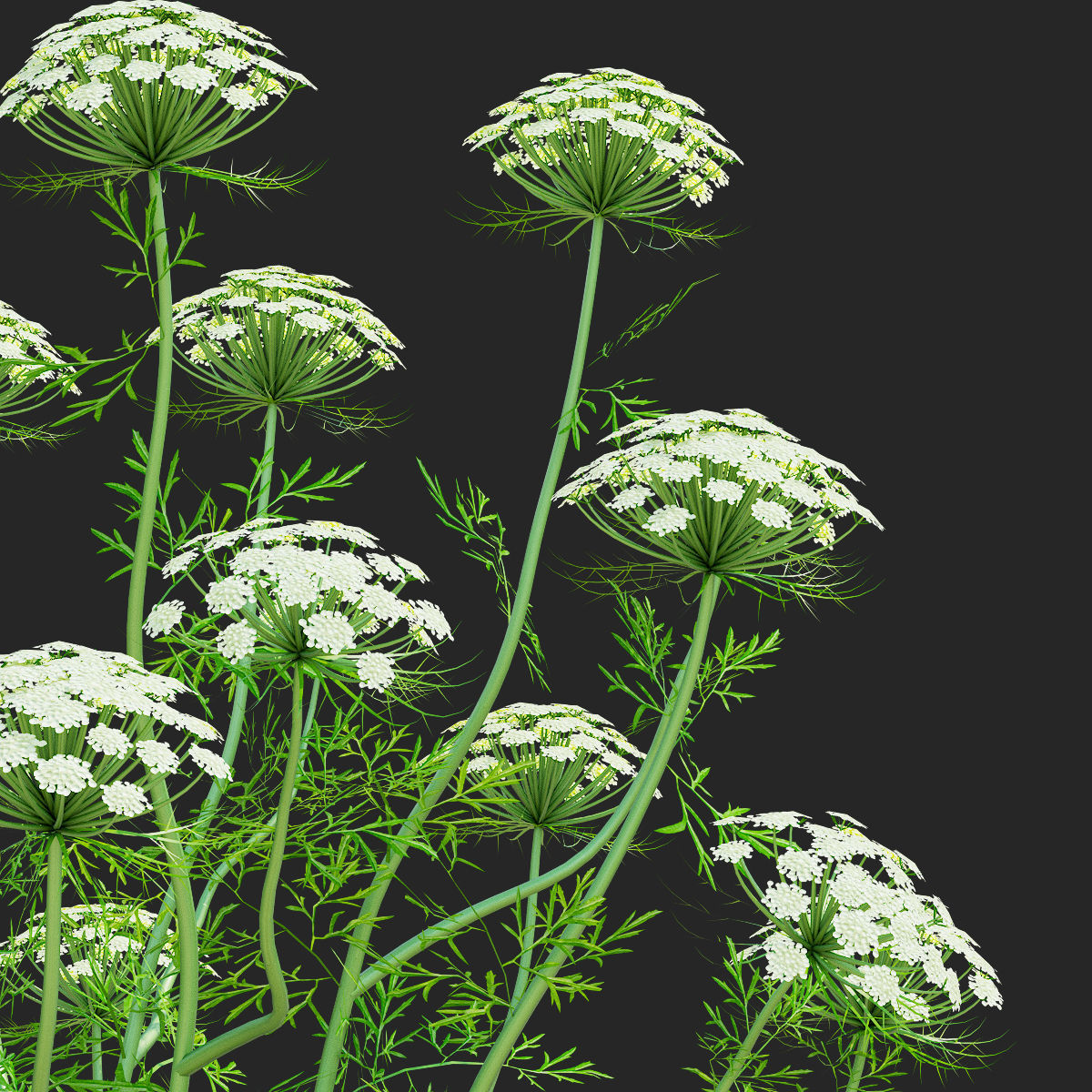 Ammi visnaga flower 3D model | CGTrader