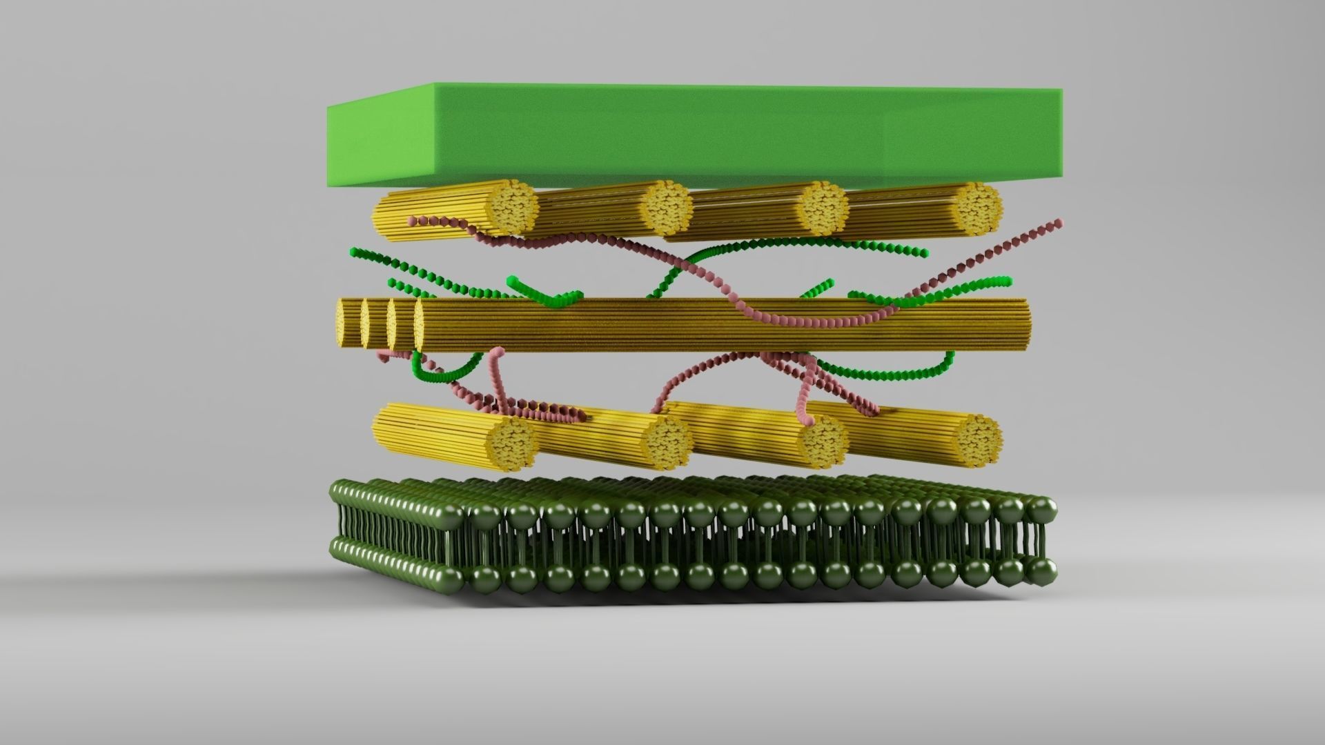 Plant Cell Wall model 3D model | CGTrader