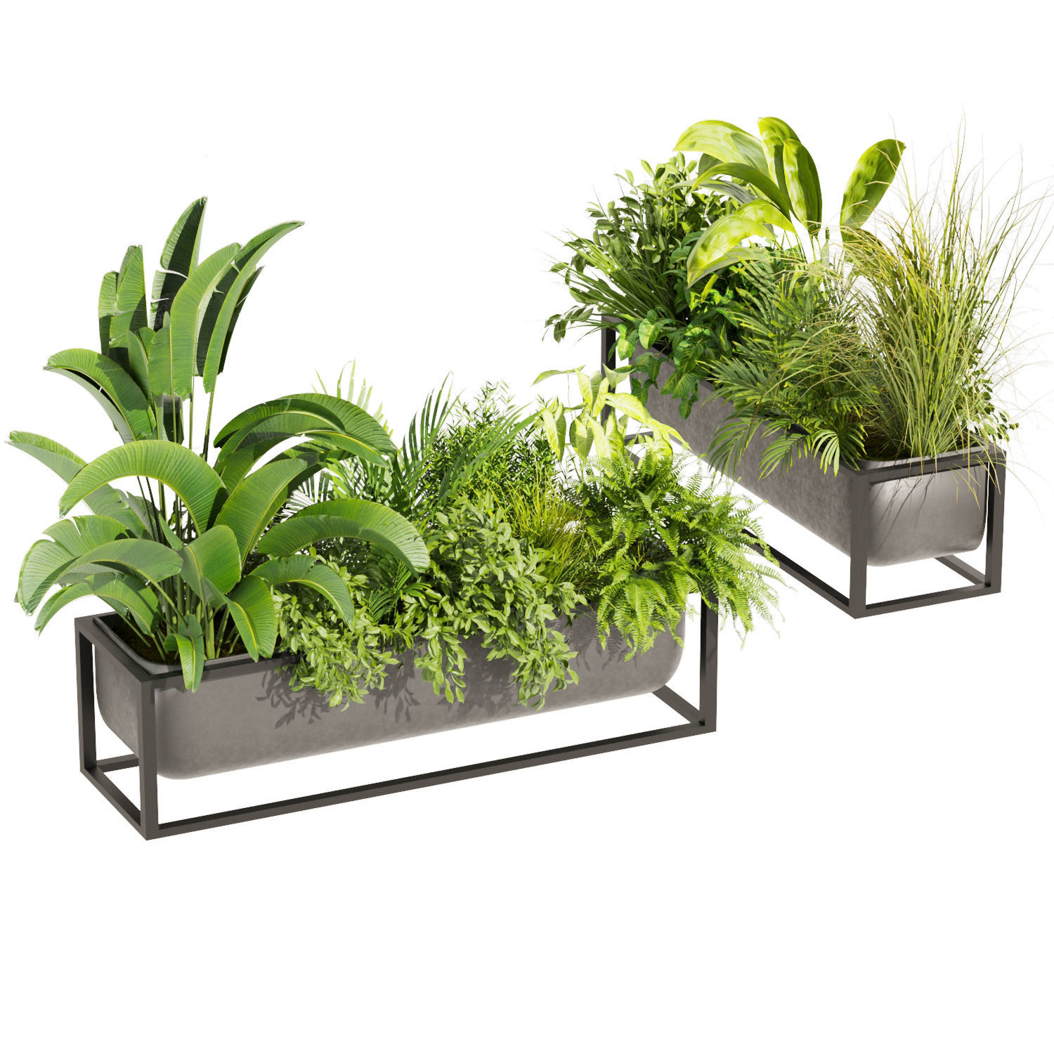 Collection plant vol 444 - palm - grass - boxplant 3D model | CGTrader