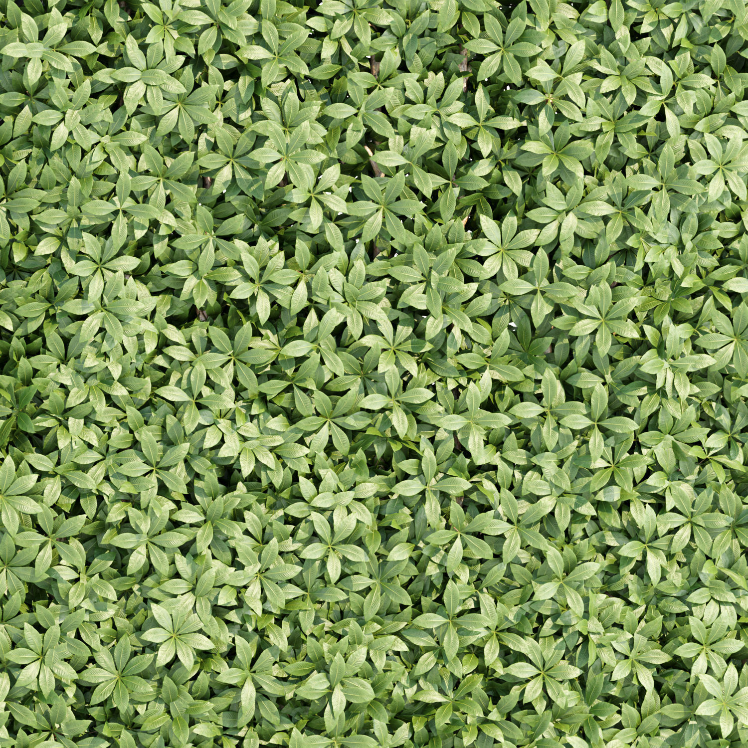 Virginia creeper on fence vol 182 3D model | CGTrader