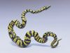 3D model Zebra Jungle Carpet Python - Static Poses VR / AR / low-poly ...