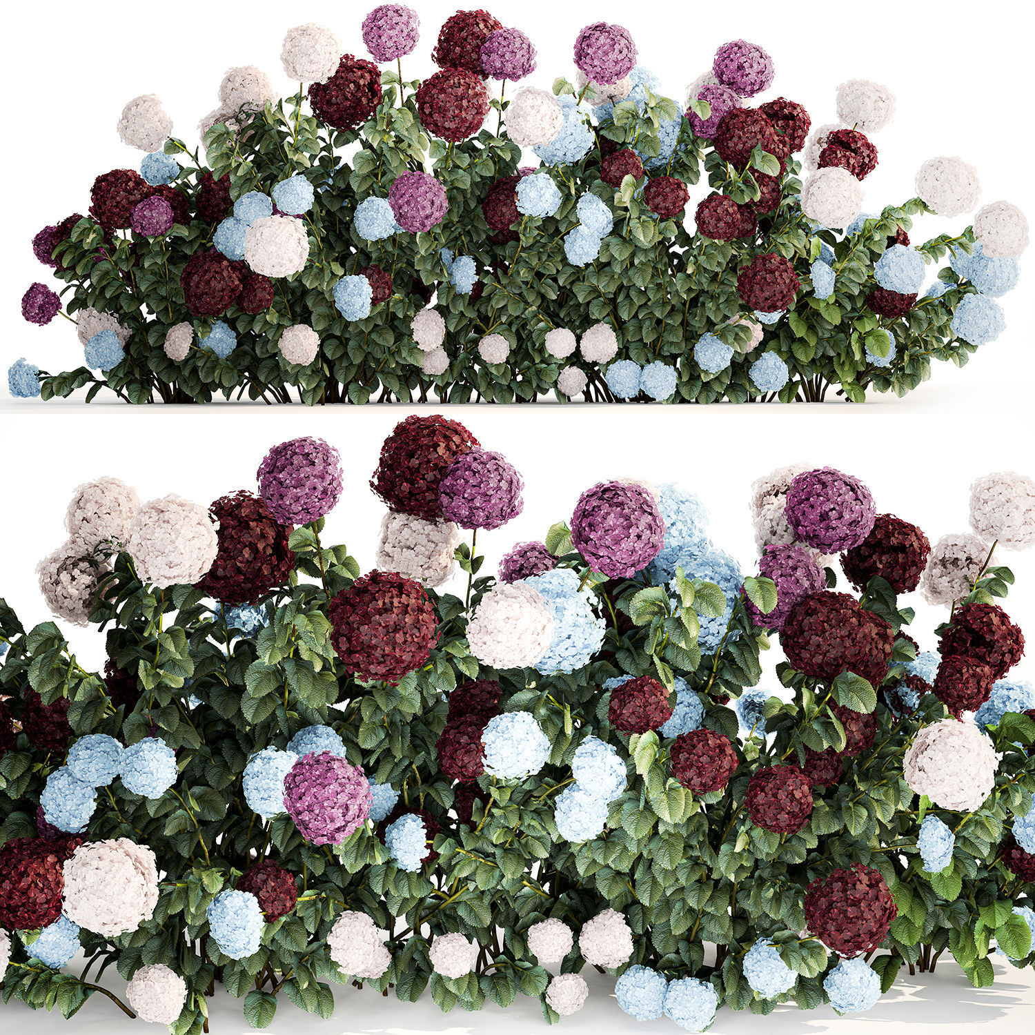 Hydrangea Bushes For Garden Landscaping 1183 3D model | CGTrader