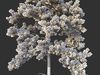 Pine 02 Set 01 3D model | CGTrader