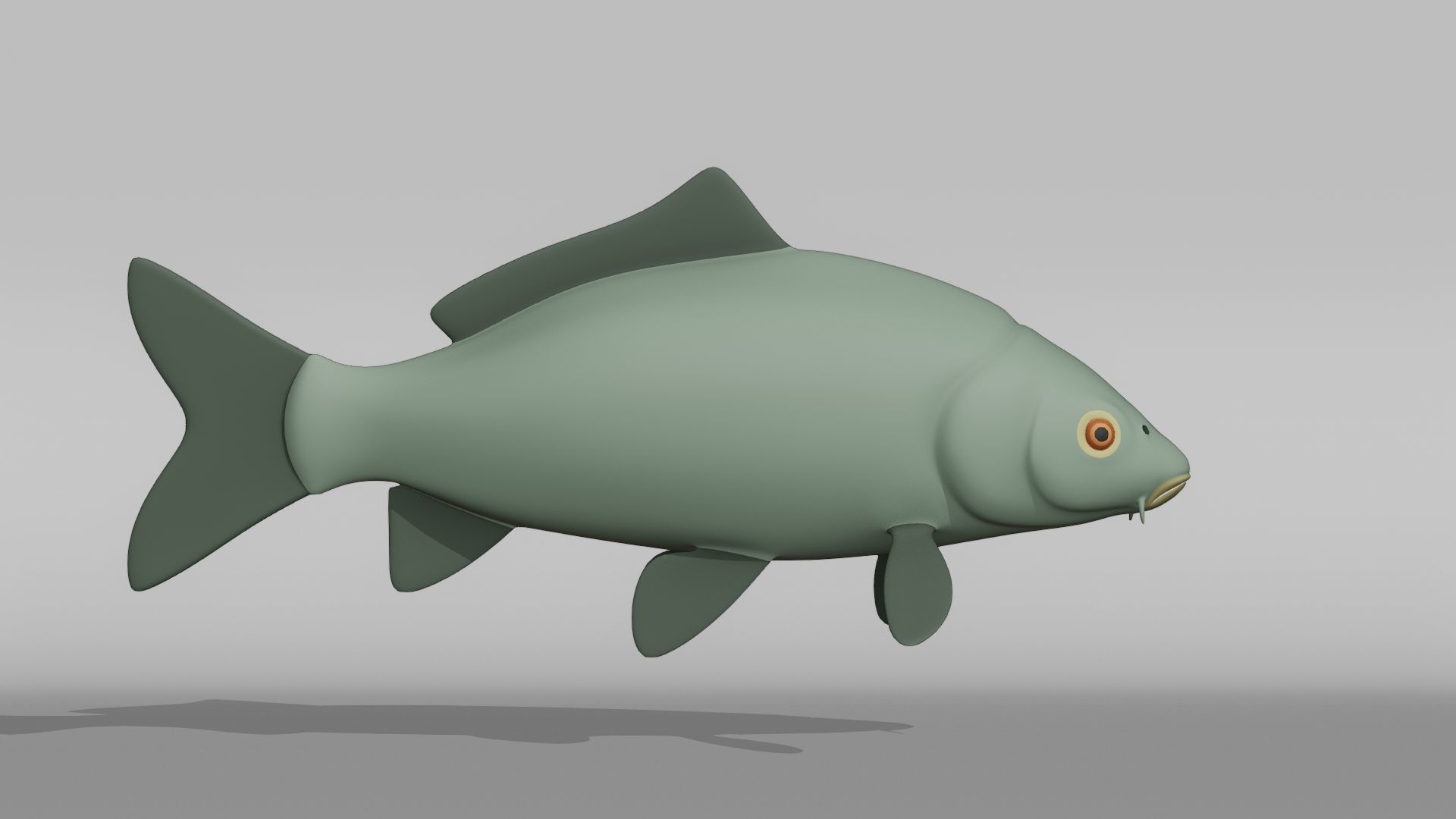 3D model Carp Fish Base Mesh VR / AR / low-poly | CGTrader