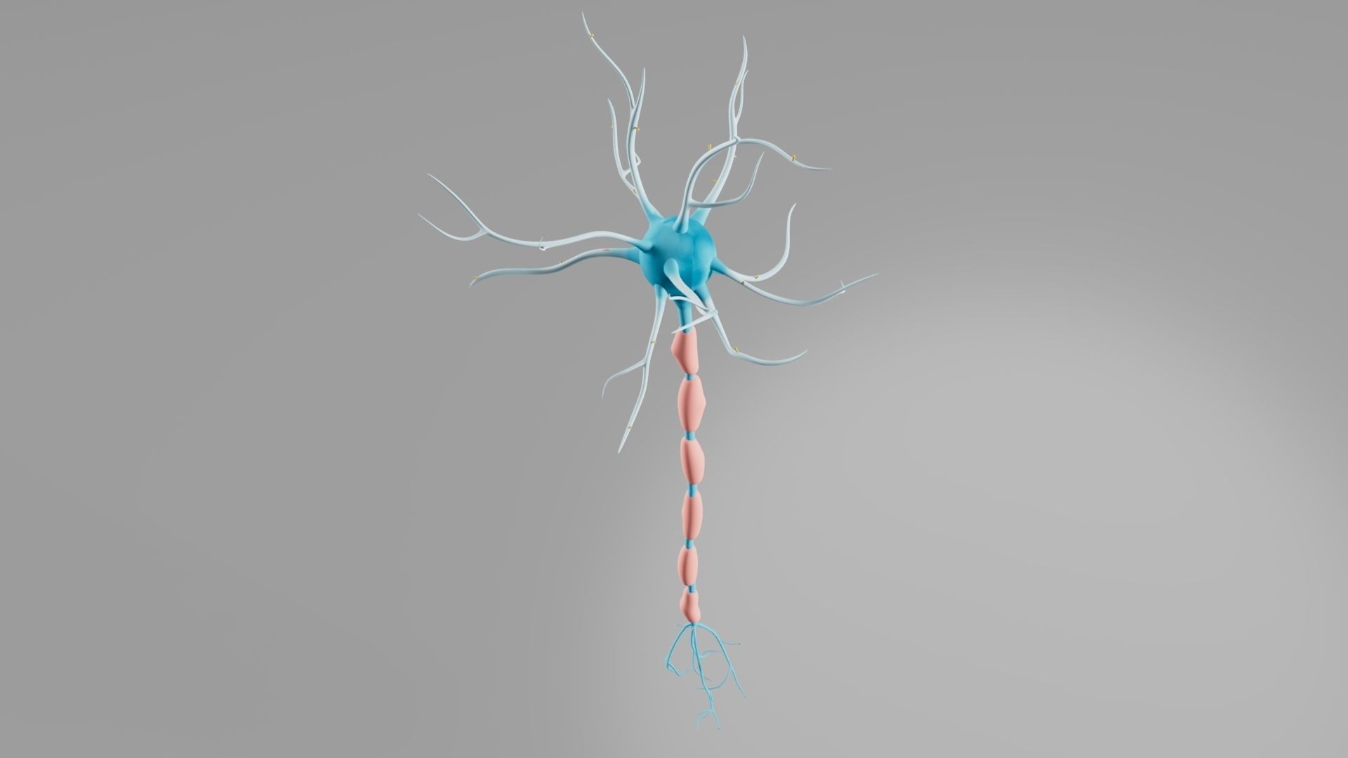 Neuron 3D model animated rigged | CGTrader