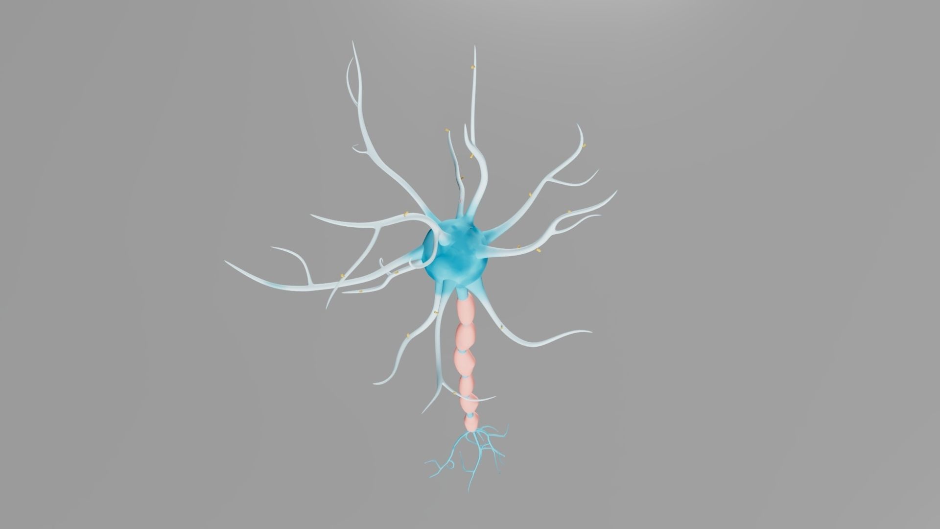 Neuron 3D model animated rigged | CGTrader