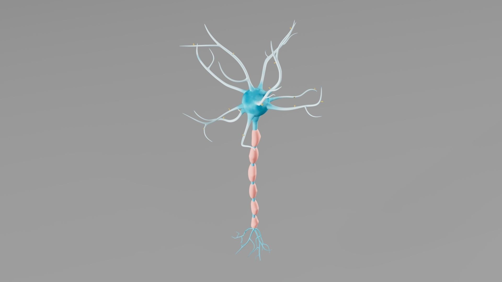 Neuron 3D model animated rigged | CGTrader