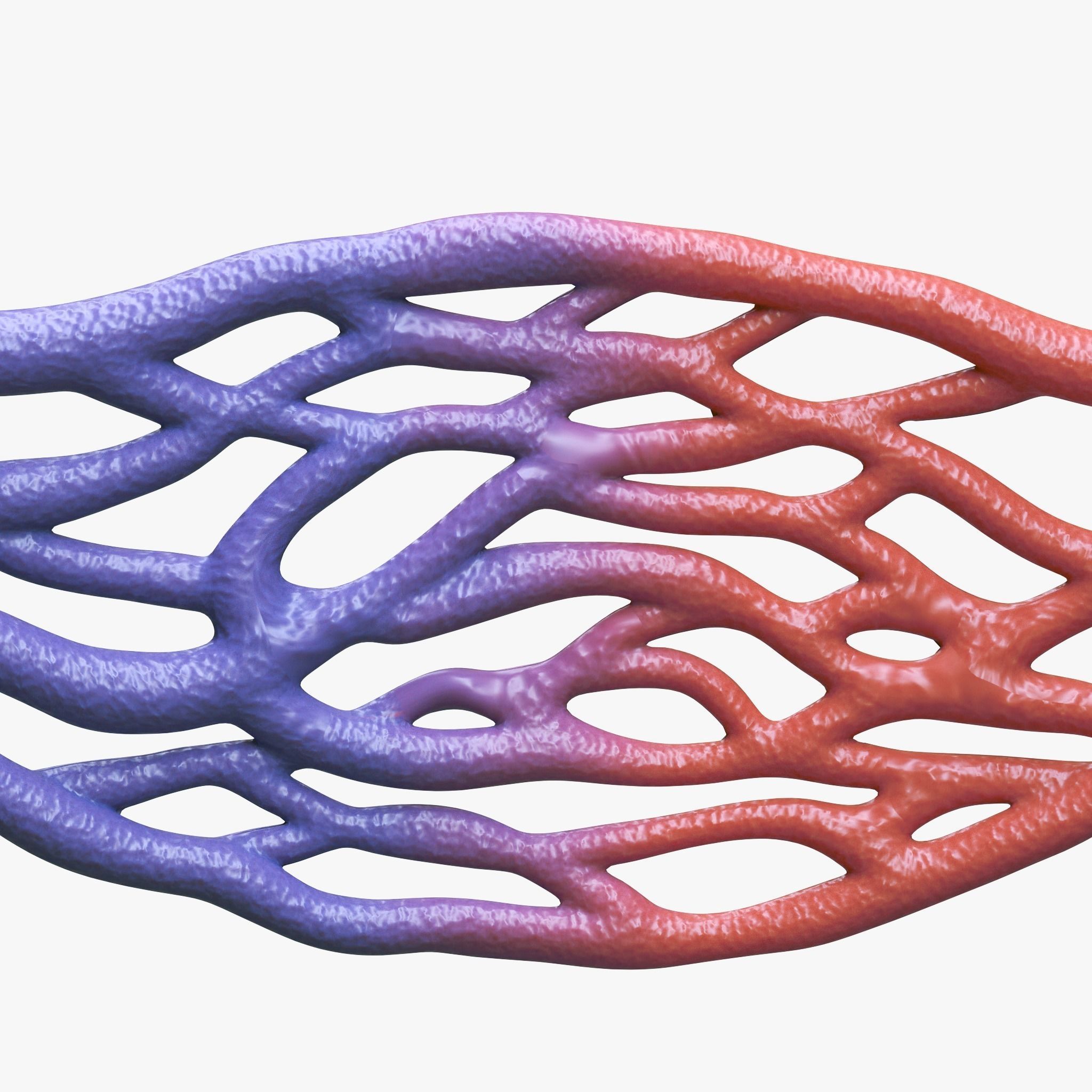 Blood Vessel Cross Section 3D model | CGTrader