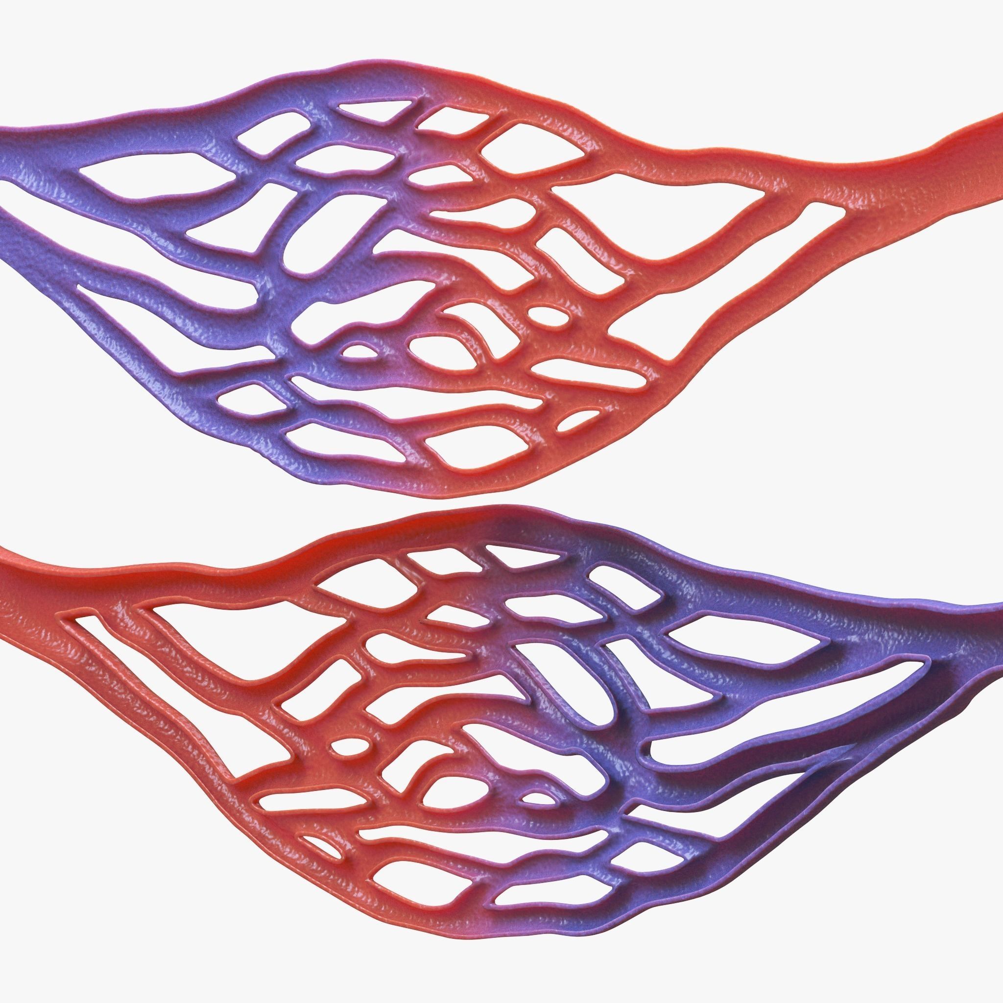 Blood Vessel Cross Section 3D model | CGTrader