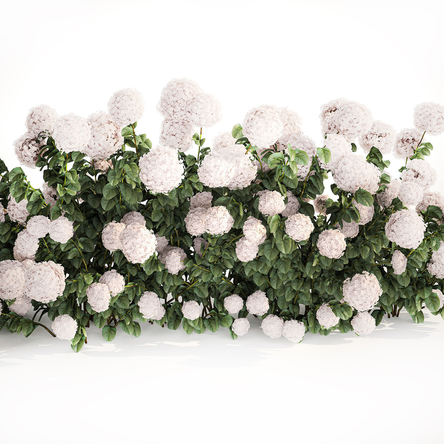 White Hydrangea Bushes For Garden Landscaping 1185 3D model | CGTrader