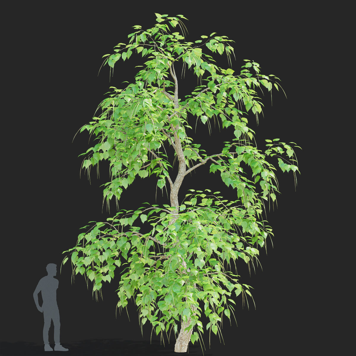 Catalpa bignonioides tree 3D model | CGTrader