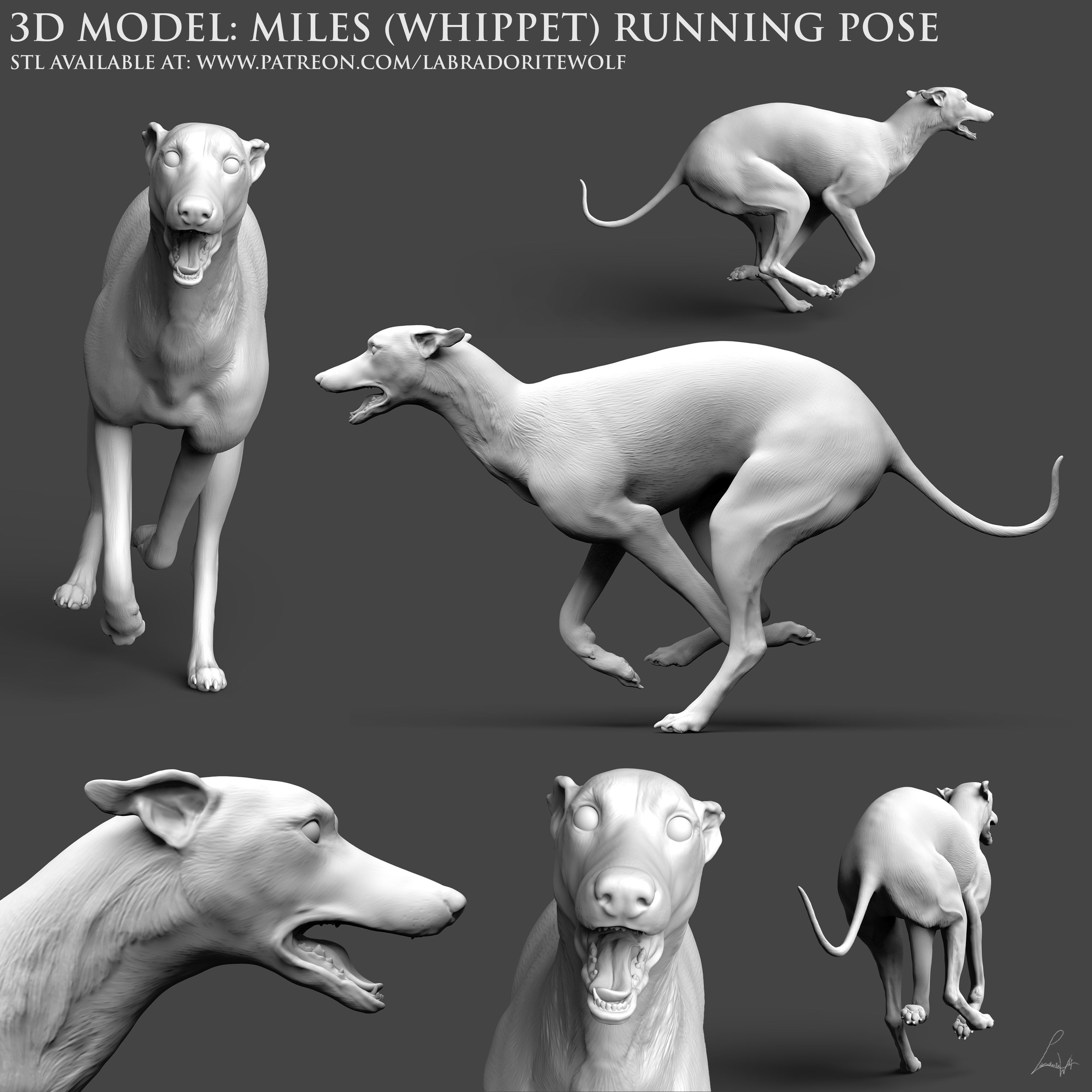 Miles Whippet Running Pose 3D model 3D printable | CGTrader