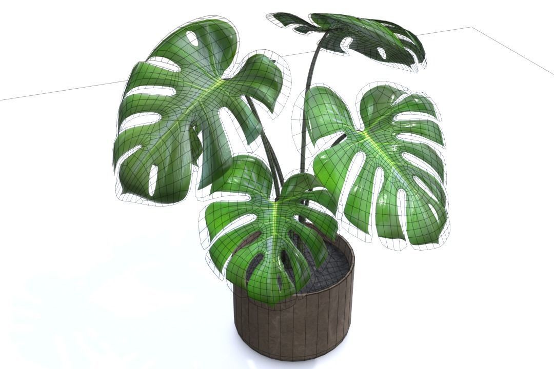 3D model Monstera B02 VR / AR / low-poly | CGTrader