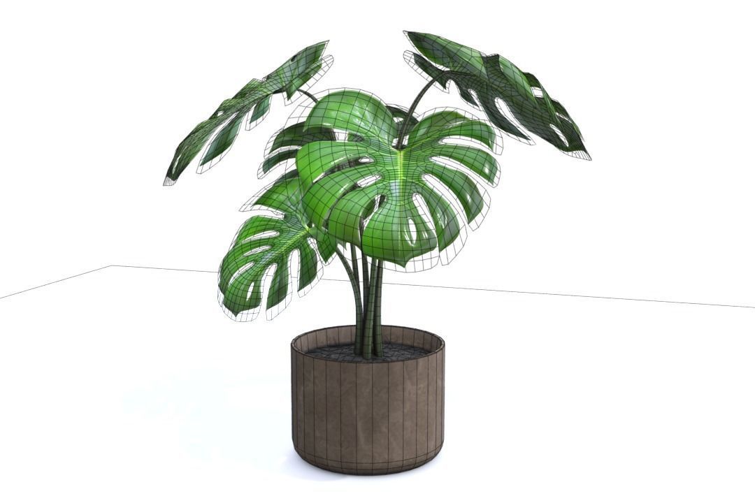 3D model Monstera B02 VR / AR / low-poly | CGTrader