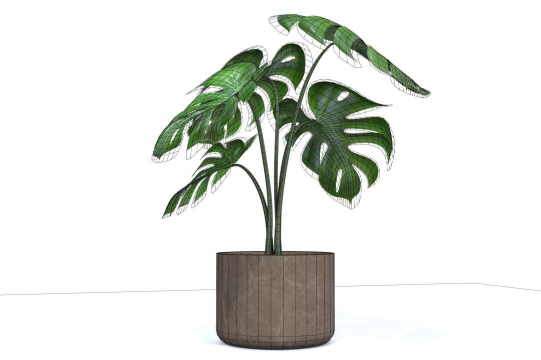 3D model Monstera B02 VR / AR / low-poly | CGTrader