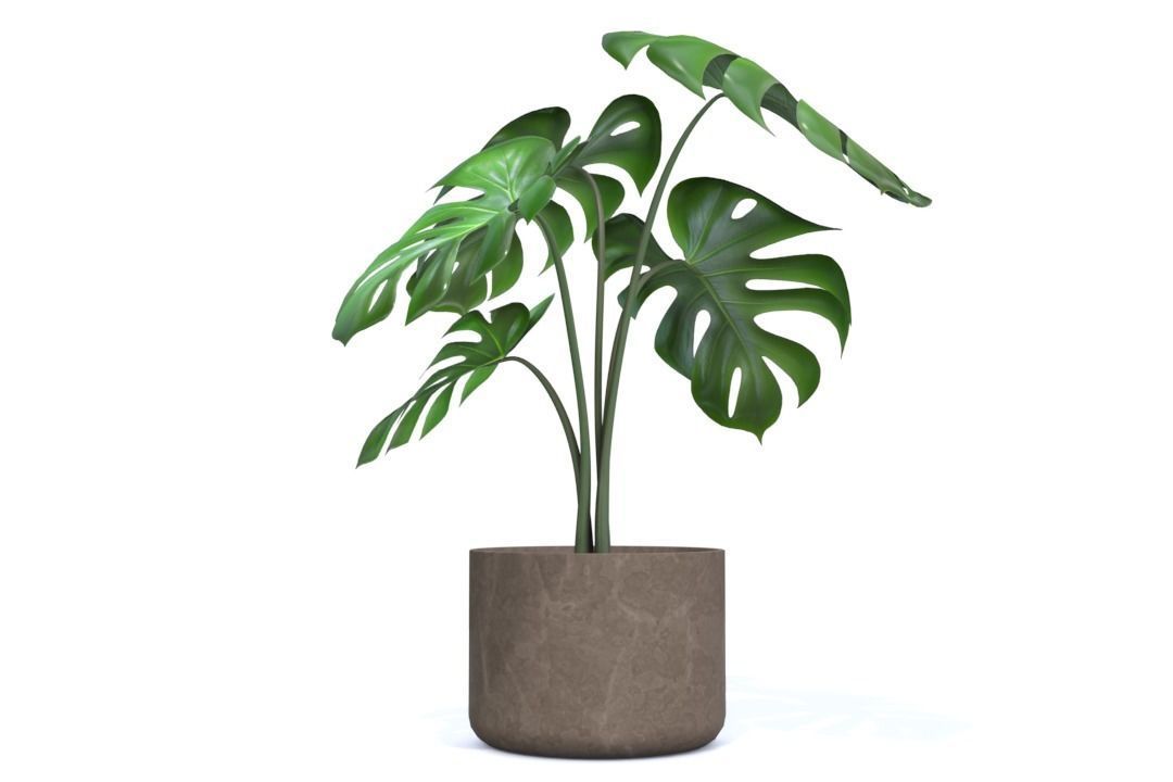 3D model Monstera B02 VR / AR / low-poly | CGTrader