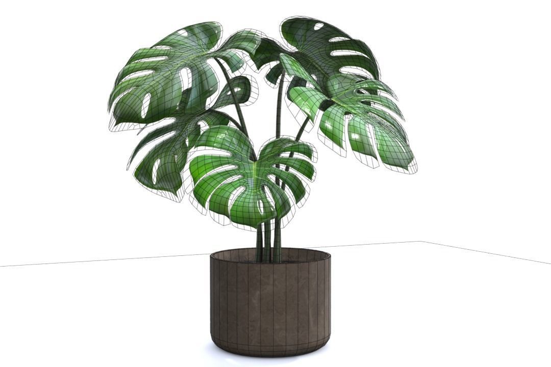 3D model Monstera B02 VR / AR / low-poly | CGTrader