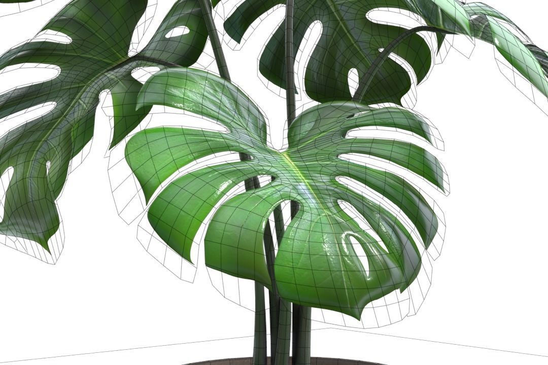 3D model Monstera B02 VR / AR / low-poly | CGTrader